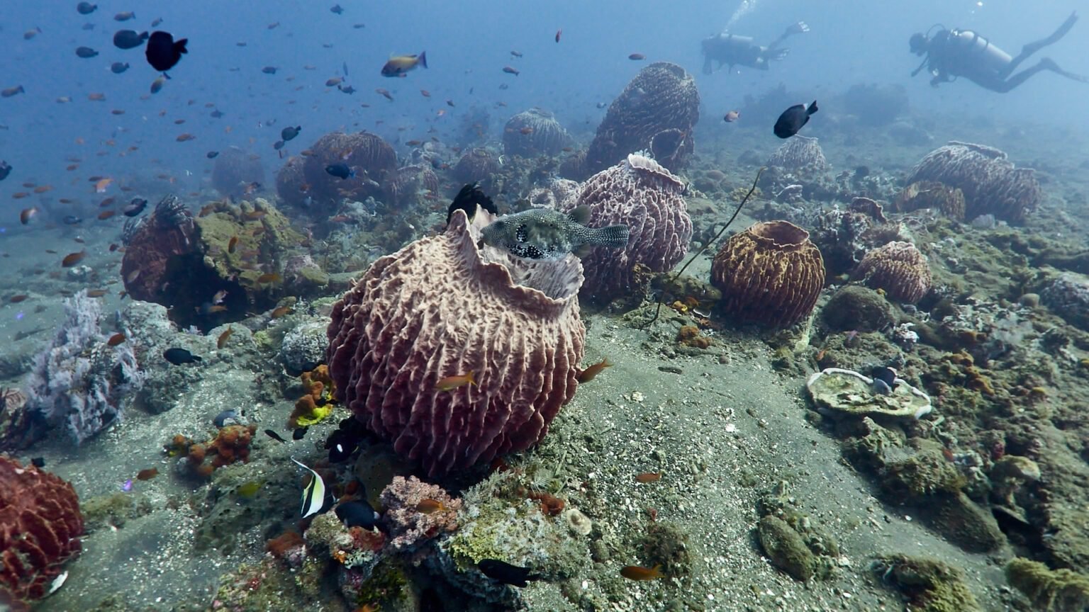 Bunutan Dive Site - Amed Bali Diving