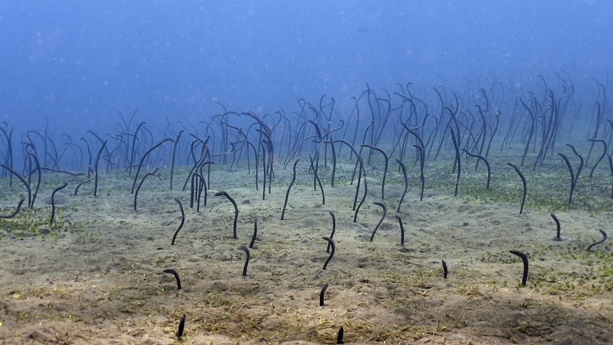 Bunutan Dive Site - Amed Bali Diving