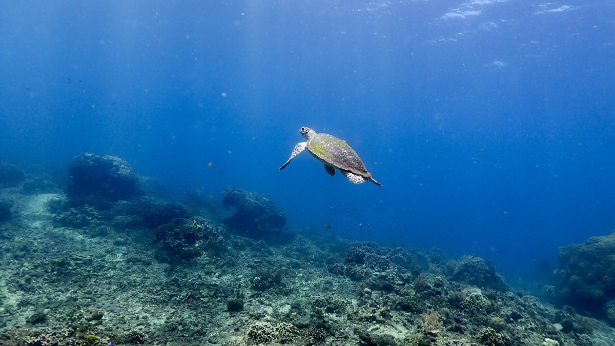 Deep Blue Dive Site - Amed Bali Diving