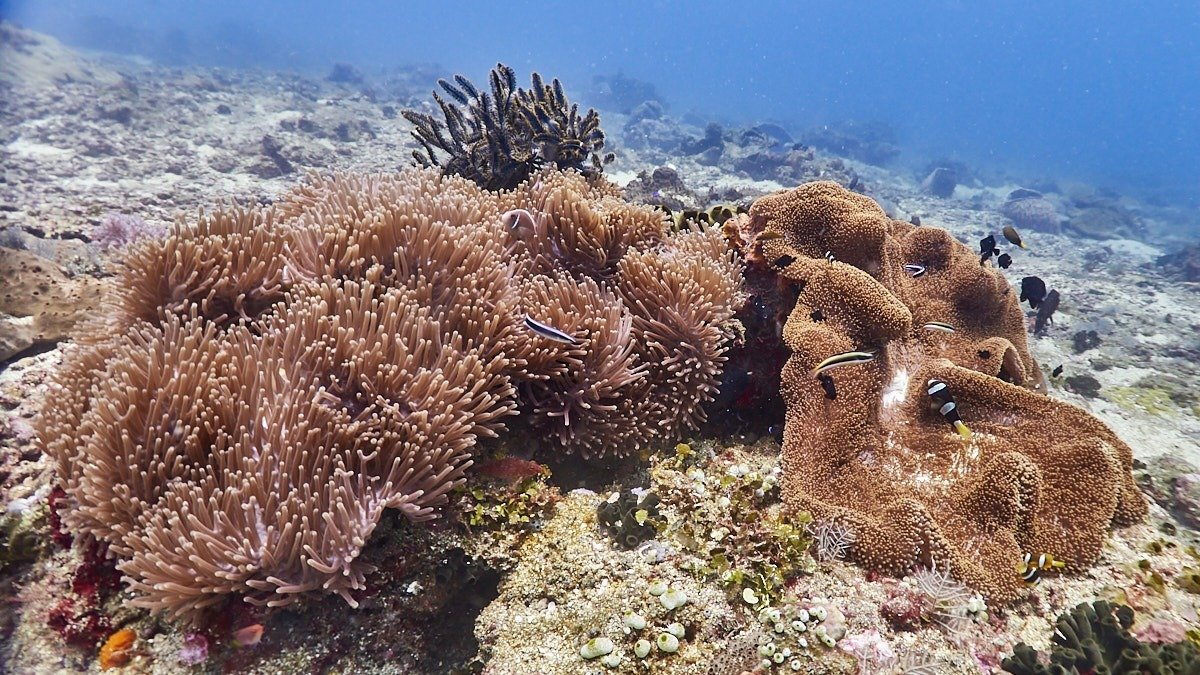 Deep Blue Dive Site - Amed Bali Diving