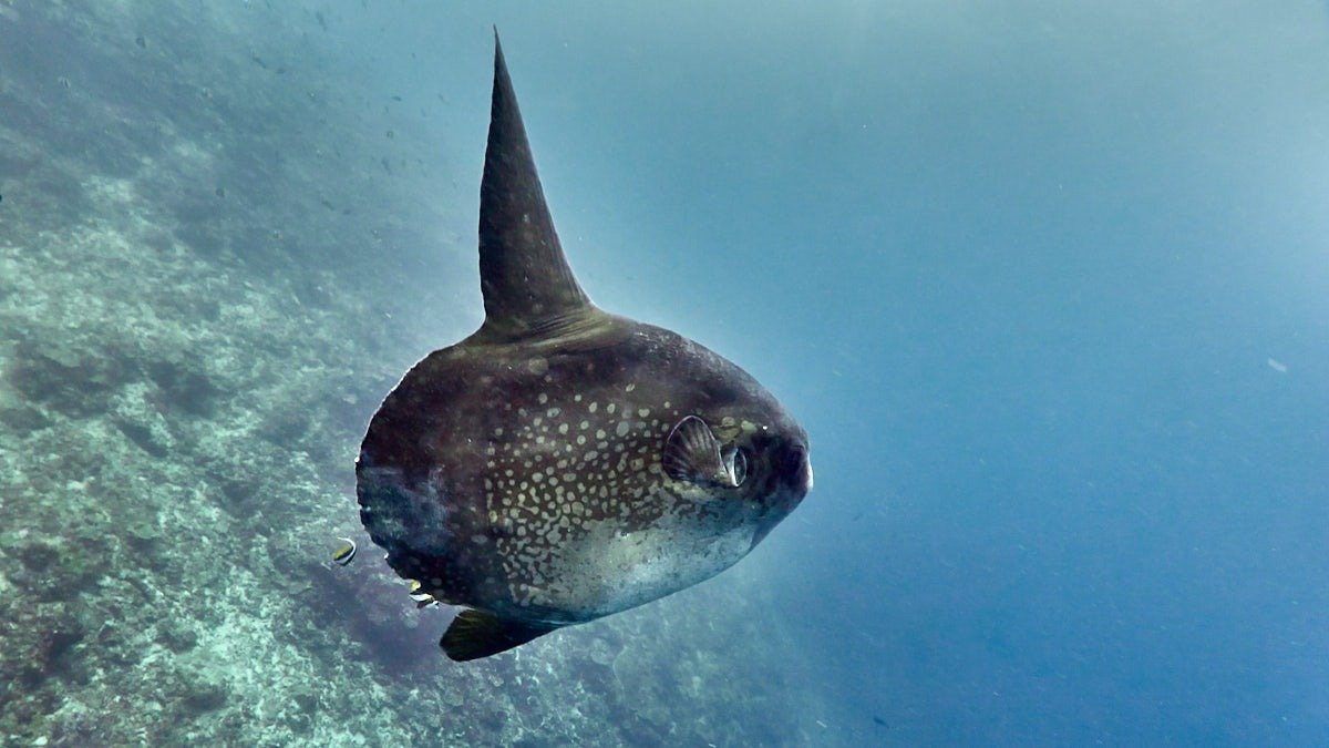 Crystal Bay - Amed Bali Diving
