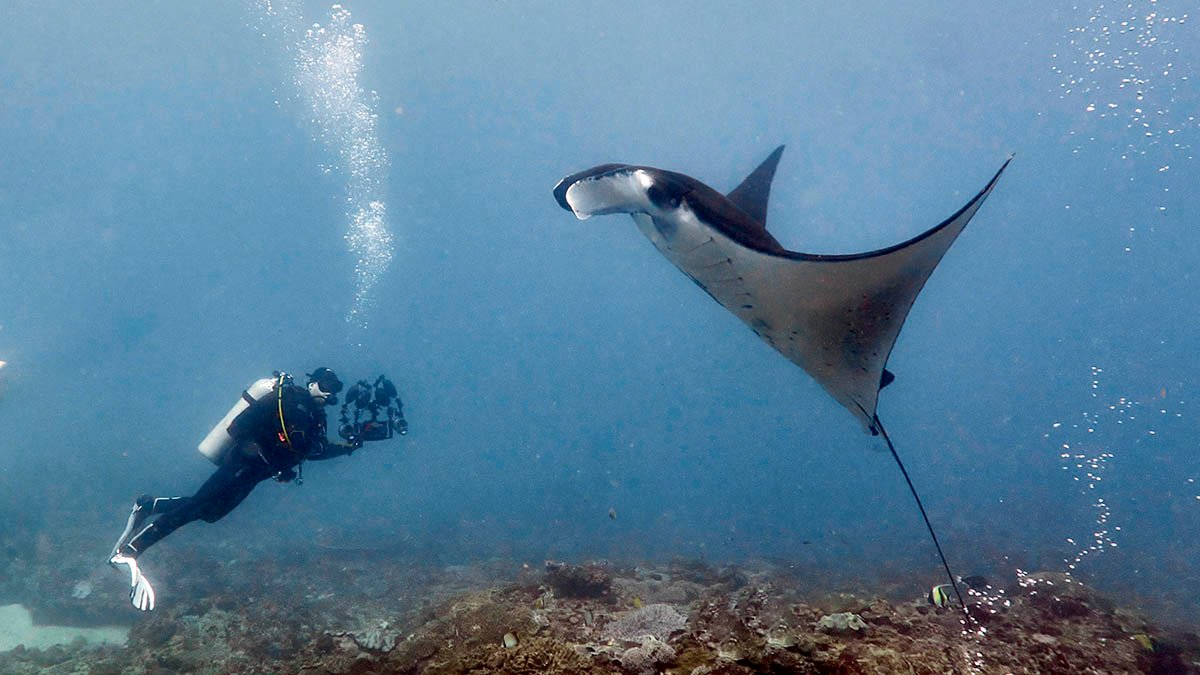 Manta Point - Amed Bali Diving